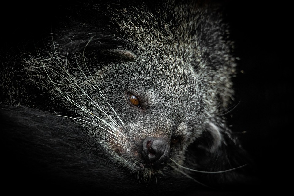 Binturong Civet Cat Animal - Free photo on Pixabay - Pixabay