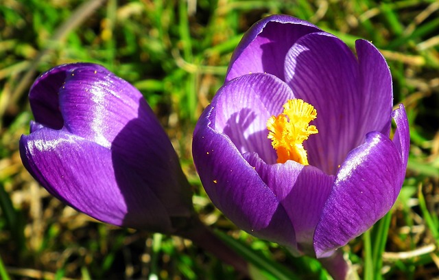 Crocuses Flowers Spring - Free image on Pixabay