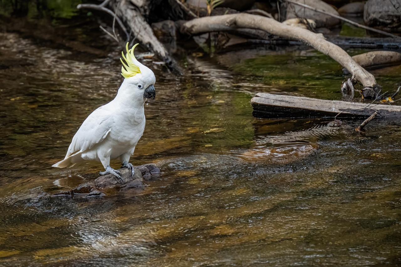 Cockatoo Sulphur-Crested - Free photo on Pixabay - Pixabay