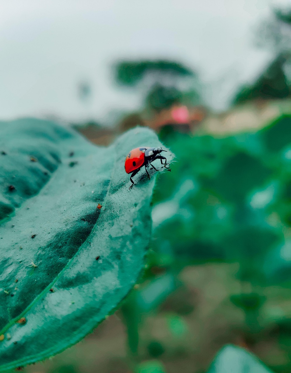 Ladybug Beetle Insect Free Photo On Pixabay Pixabay