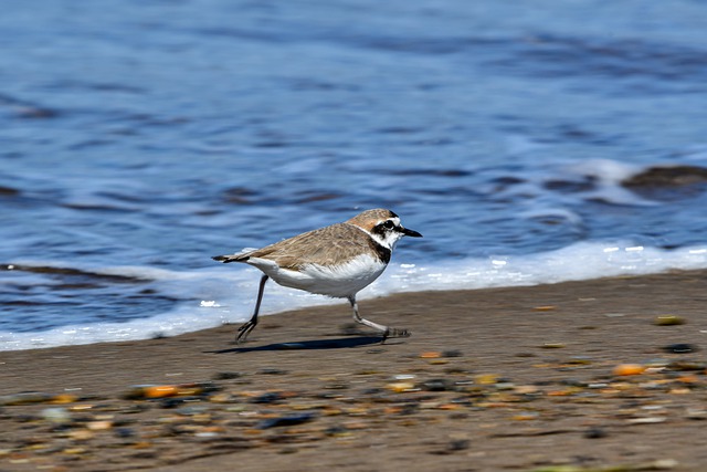Animal Bird Kentish Plover - Free photo on Pixabay