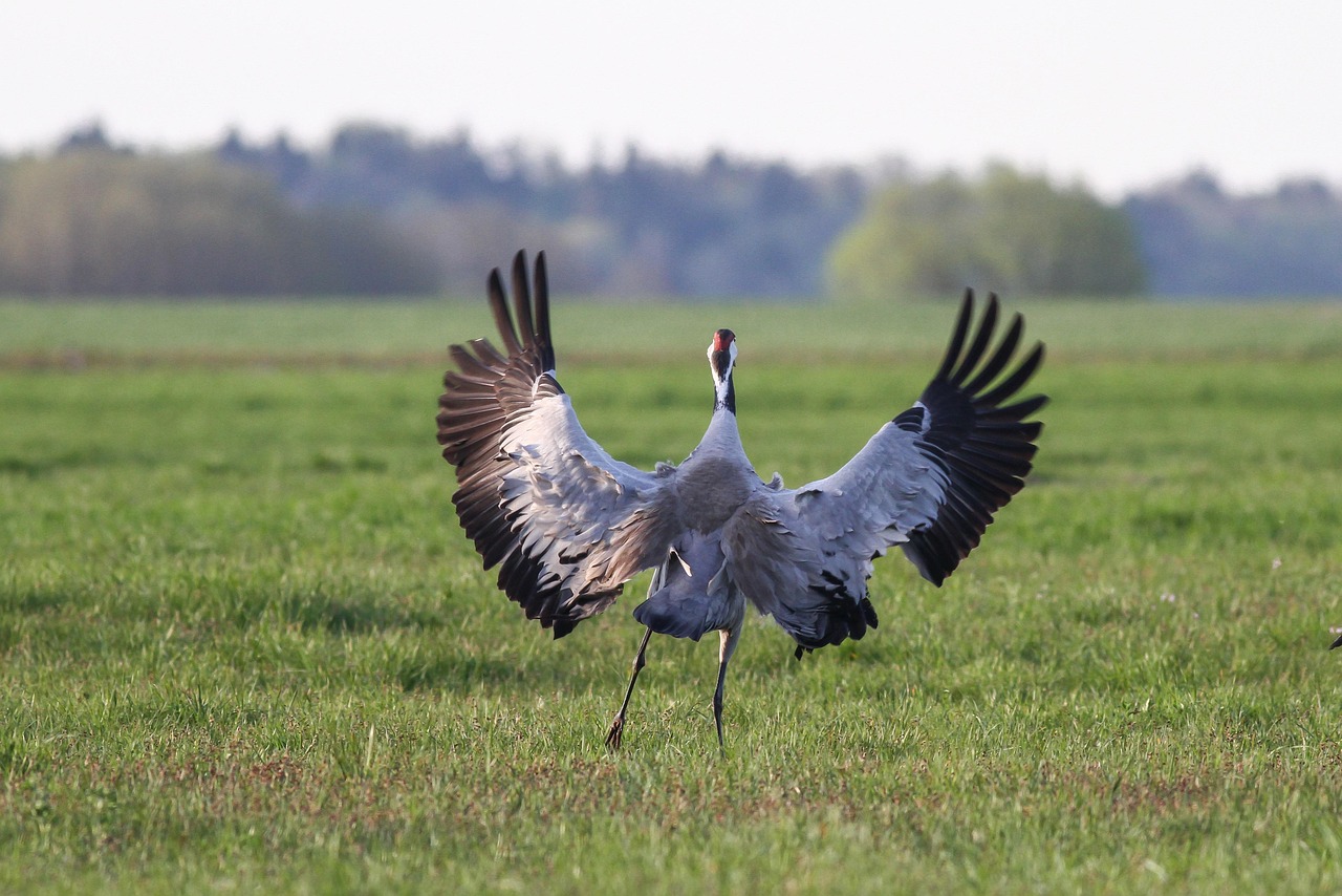 Pájaro Alas Animal - Foto gratis en Pixabay - Pixabay