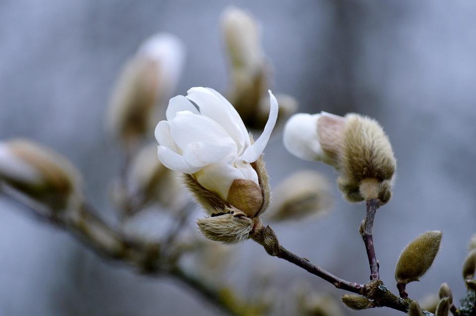 Flower Bud Magnolia - Free photo on Pixabay - Pixabay