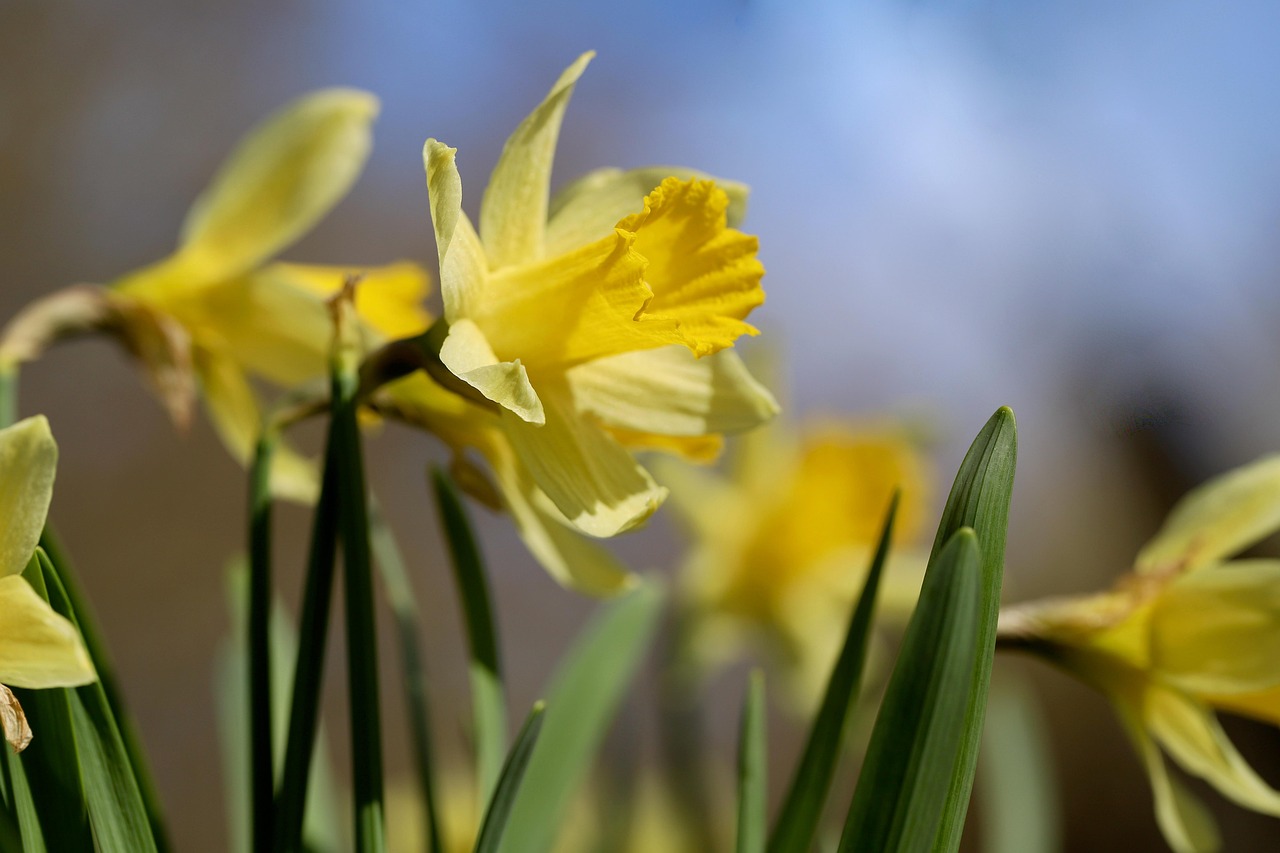 3,000+ Free Daffodils. & Nature Images - Pixabay