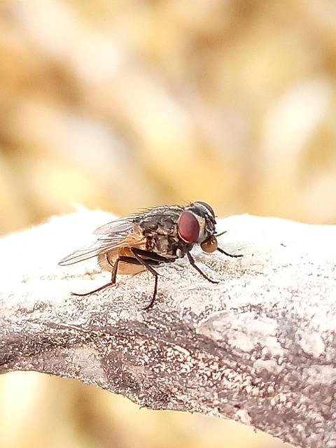 Nature Makki Fly - Free photo on Pixabay - Pixabay