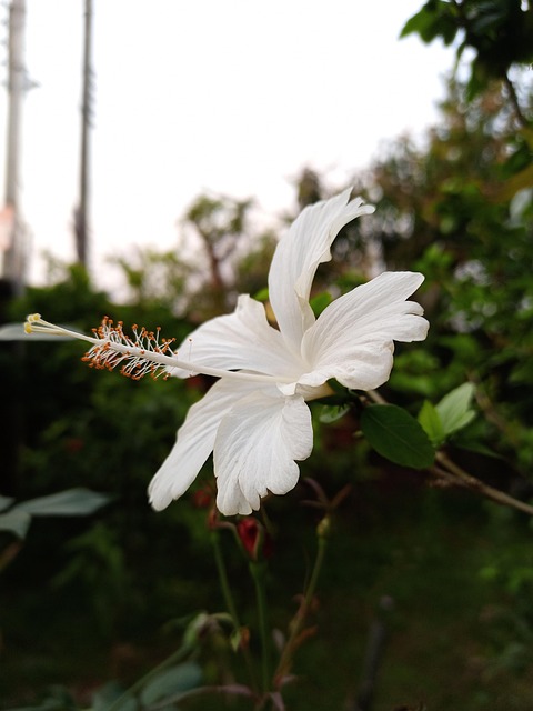 Bunga Putih Kebun Alam - Foto gratis di Pixabay - Pixabay