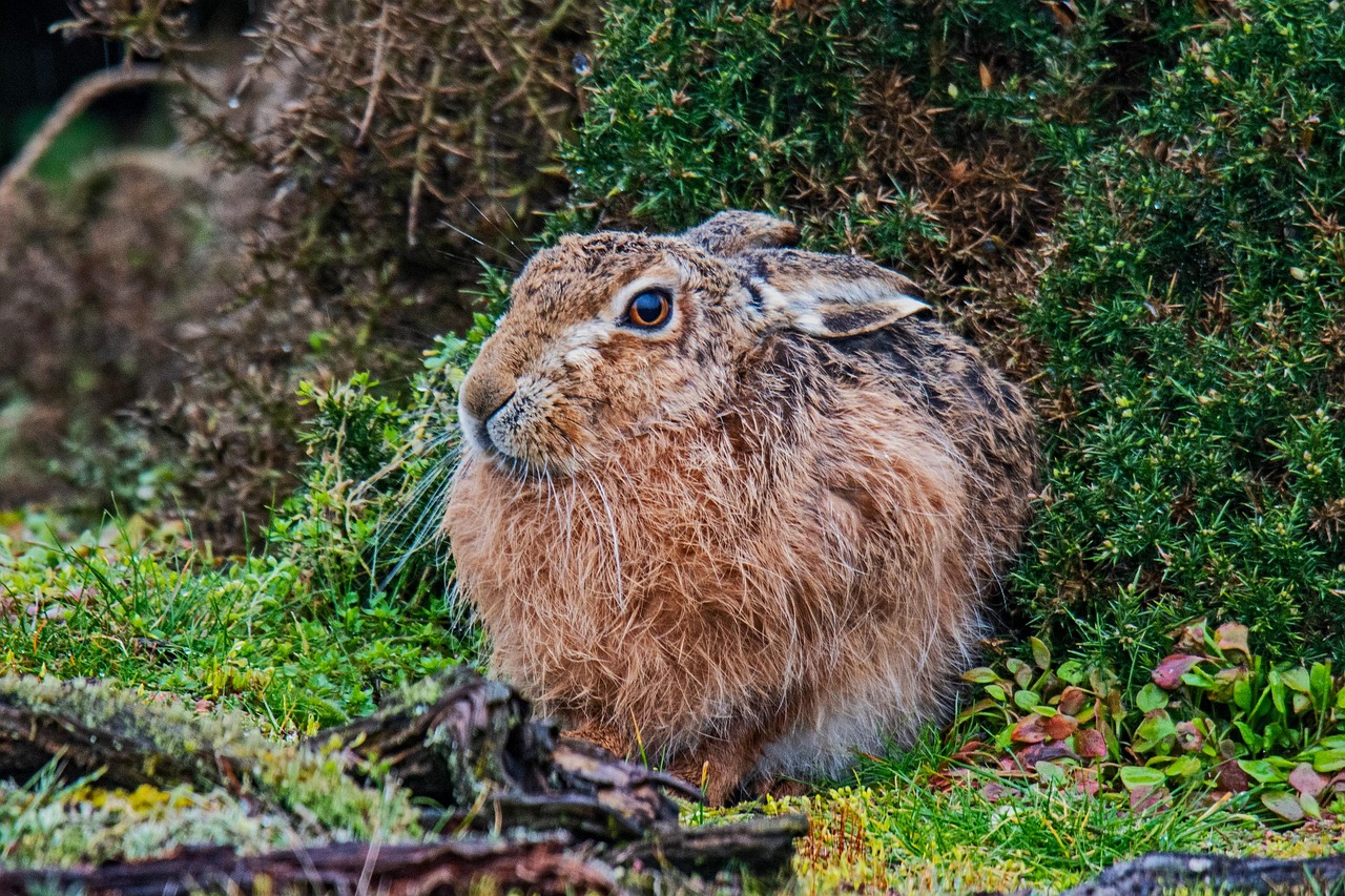 European Brown Hare Animal - Free photo on Pixabay - Pixabay