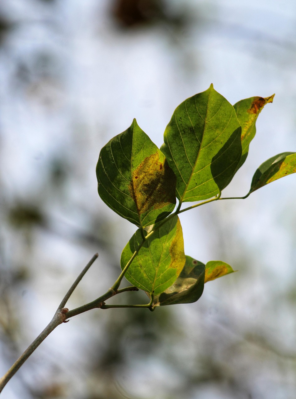 Daun-Daun Dedaunan Tanaman - Foto gratis di Pixabay - Pixabay