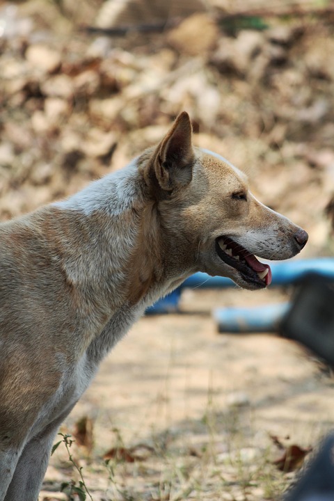 Dog Canine Pet - Free photo on Pixabay