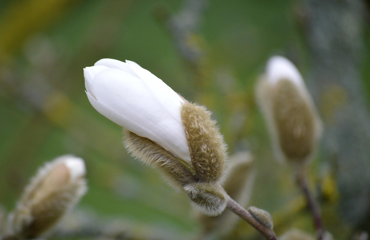 Flower Bud Magnolia Flowering - Free photo on Pixabay