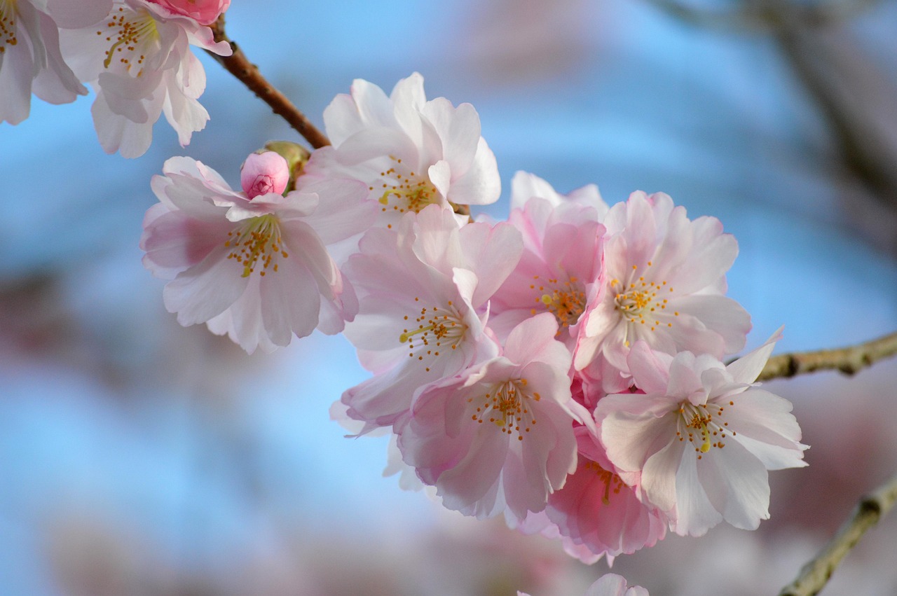 Flores Árbol De Cerezo - Foto gratis en Pixabay - Pixabay
