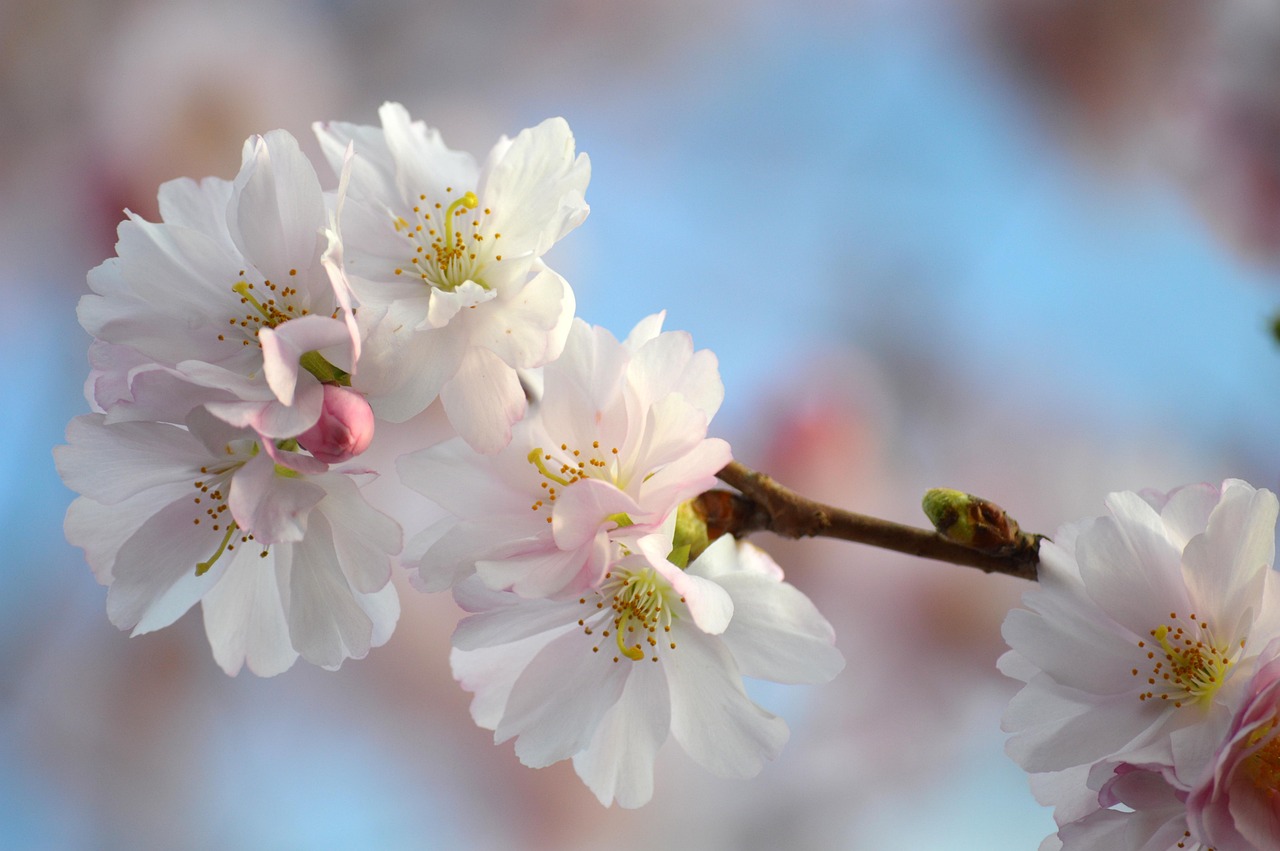 Japanese Flower Background