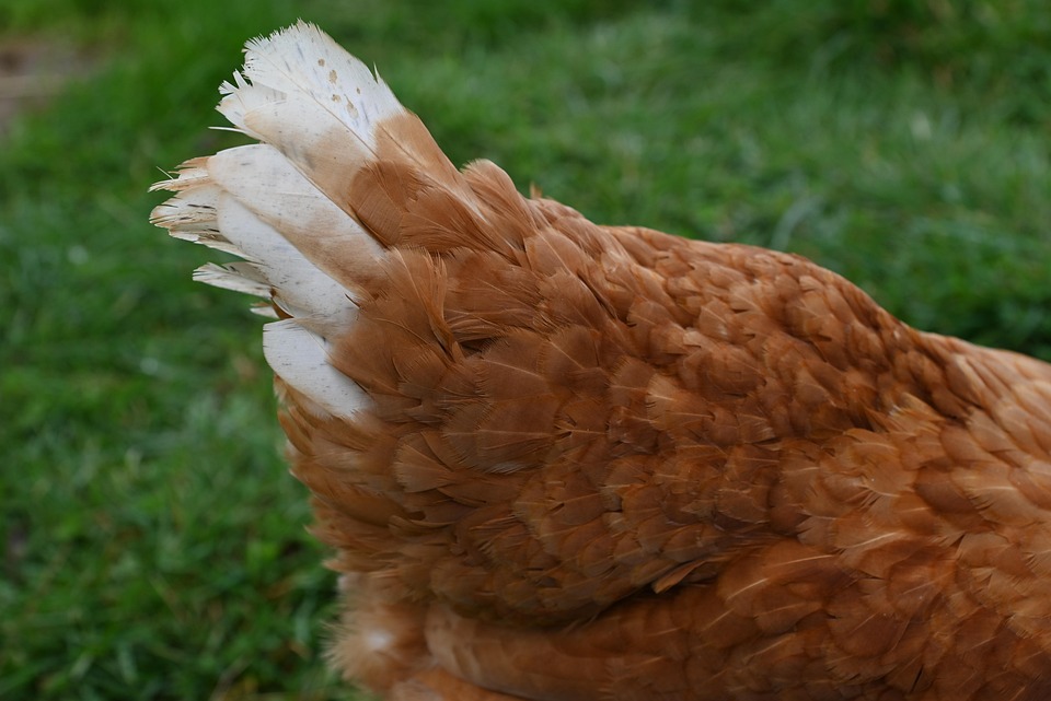 Poule Queue De Plumes - Photo gratuite sur Pixabay - Pixabay