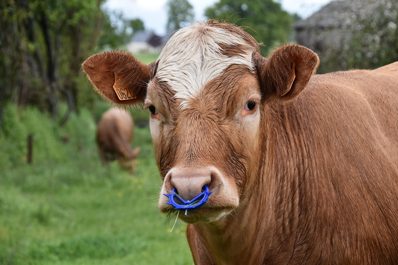 10,000+ Free Milk Cow & Cow Images - Pixabay