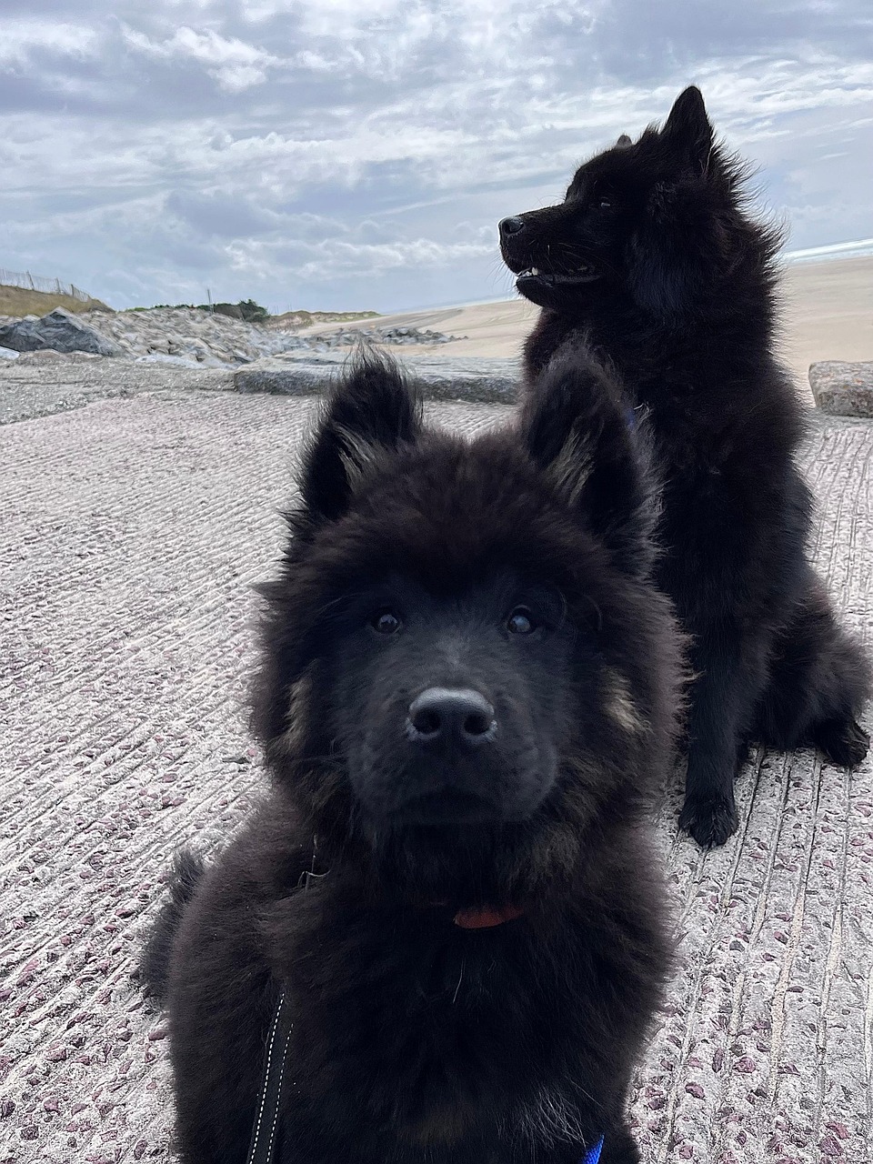 Eurasier Dogs Black Fur - Free photo on Pixabay - Pixabay