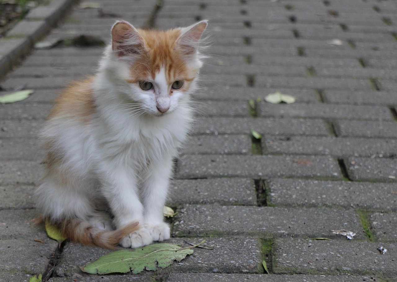 Gato Felino Bigodes - Foto gratuita no Pixabay - Pixabay