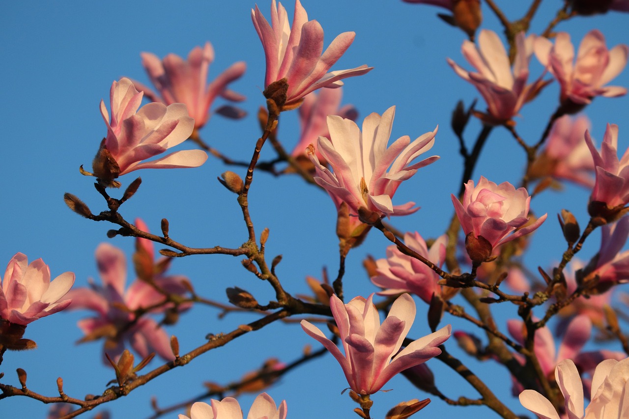 Magnolias Blossoms Bloom - Free photo on Pixabay - Pixabay