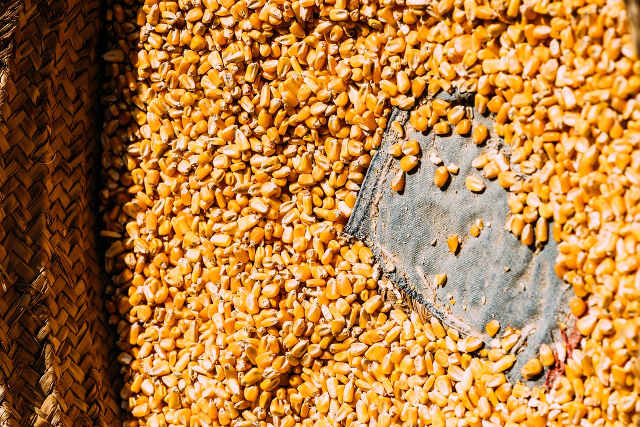 50+ Free Raw Corn & Corn Images - Pixabay