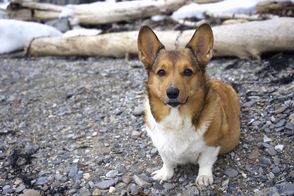 Chien Corgi Plage - Photo gratuite sur Pixabay - Pixabay