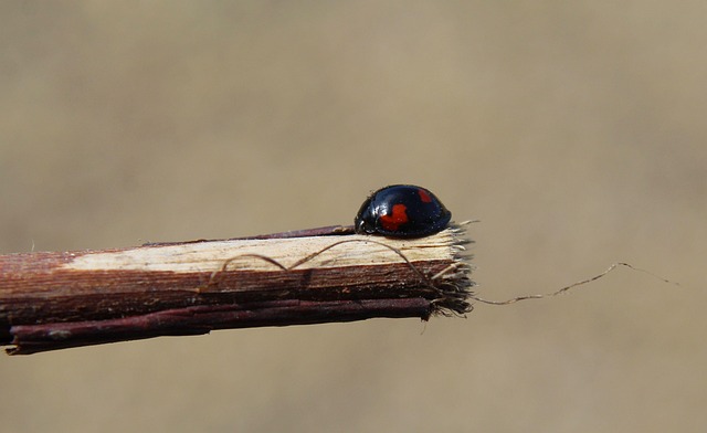 Beetle Chilocorus Ladybug - Free photo on Pixabay - Pixabay