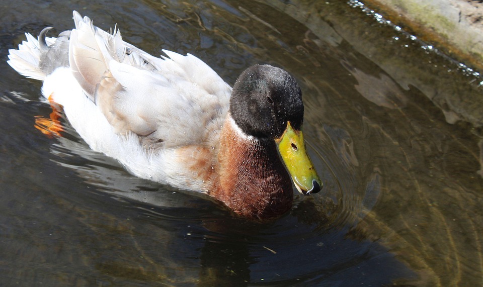 Saxon Duck Bird Wild - Free photo on Pixabay