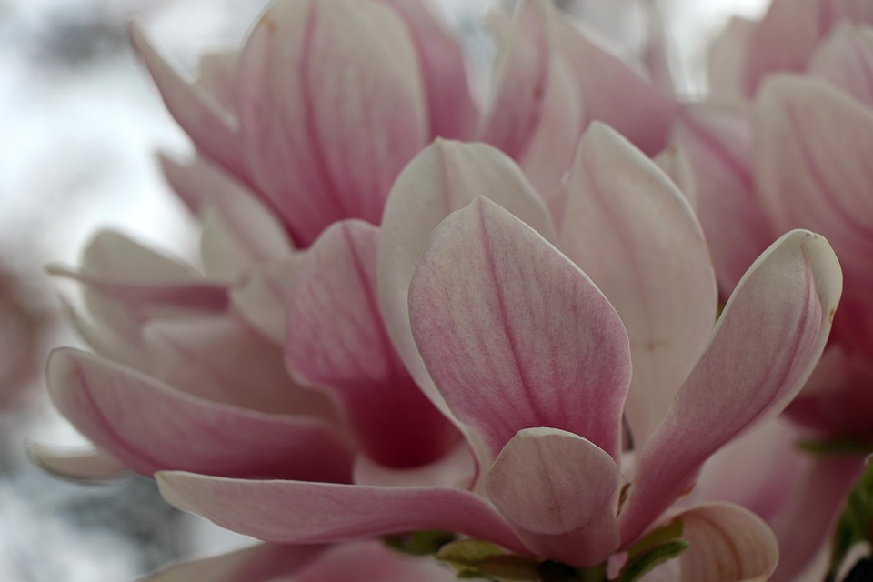Magnolia Soulangeana Pink Flower - Free photo on Pixabay