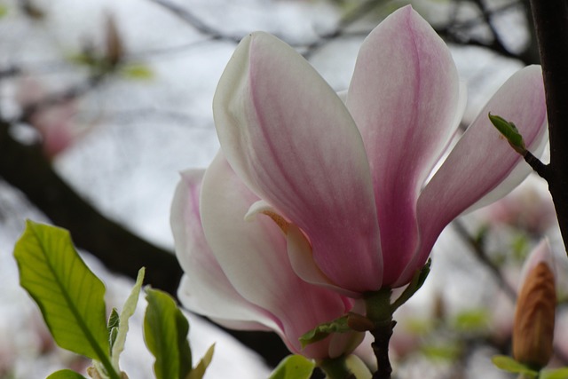 Magnolia Soulangeana Floare Roz - Fotografie gratuită pe Pixabay - Pixabay