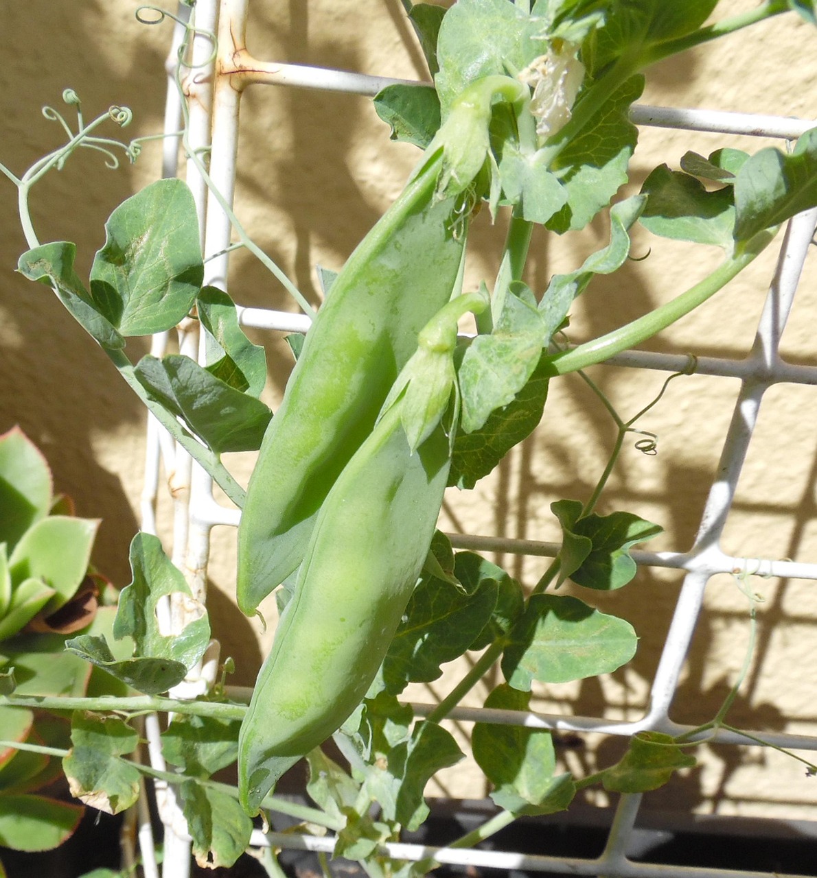 Best Peas For Container Gardening at Jose Caceres blog