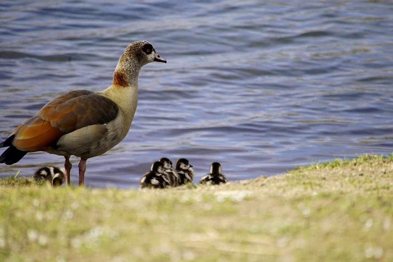 Birds Goose Goslings - Free photo on Pixabay