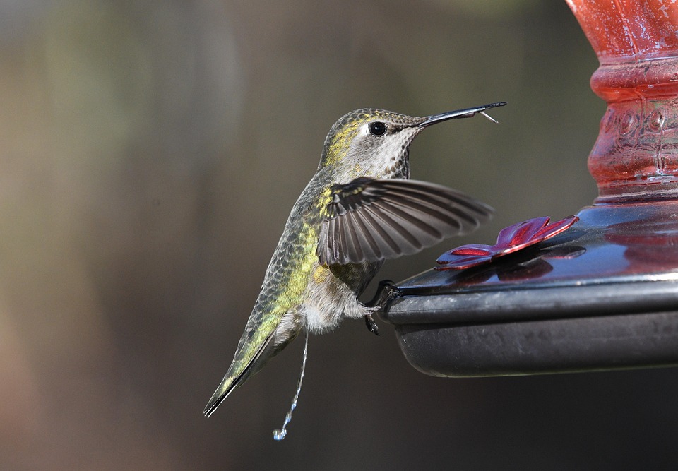 Hummingbird Bird Wings - Free photo on Pixabay
