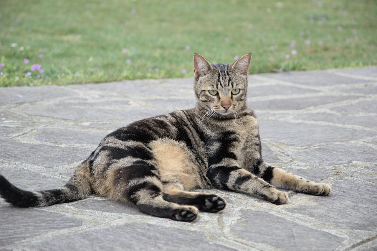 Cat Feline Animal - Free photo on Pixabay