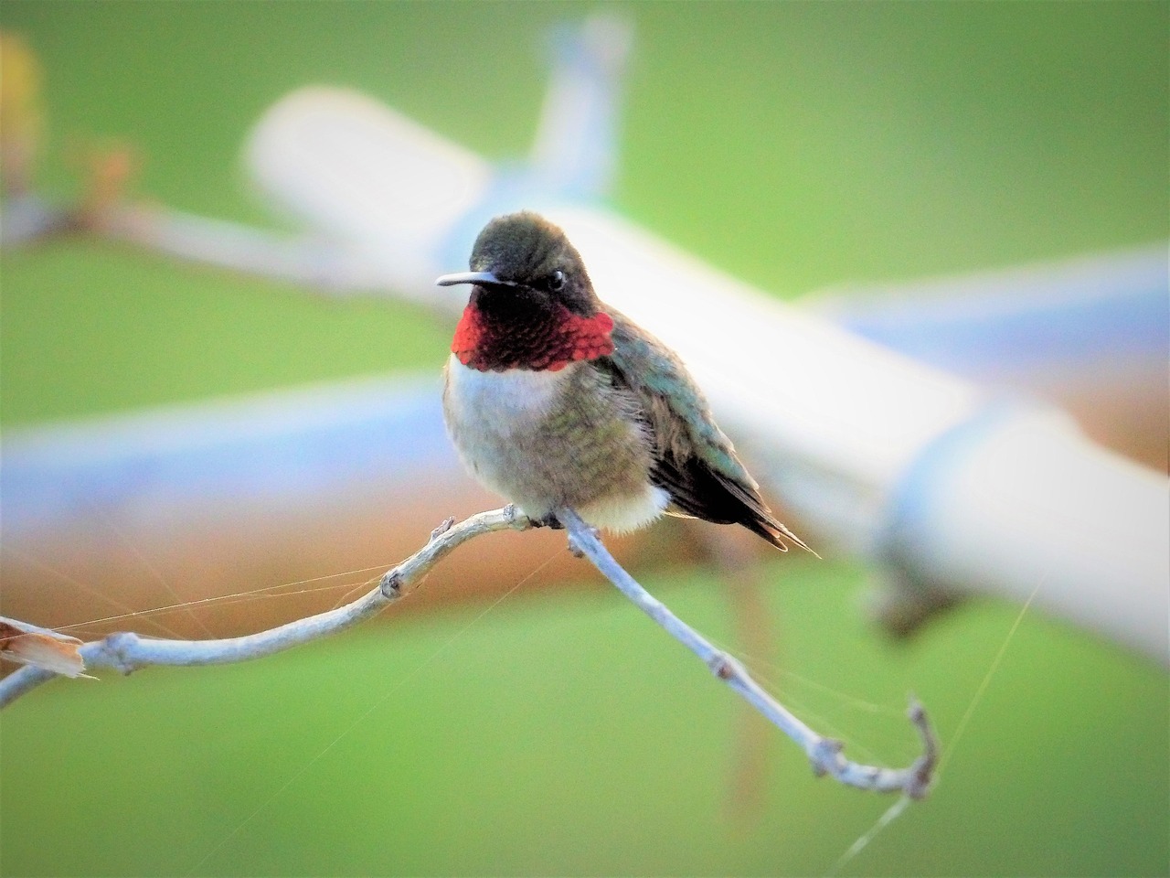 Colibrí De Garganta Rubí - Foto gratis en Pixabay - Pixabay