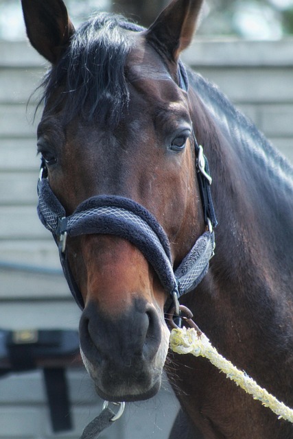 Horse Animal Ridge - Free photo on Pixabay - Pixabay