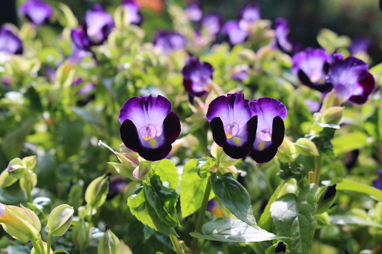Torenia Fournieri Flor - Foto gratuita no Pixabay - Pixabay