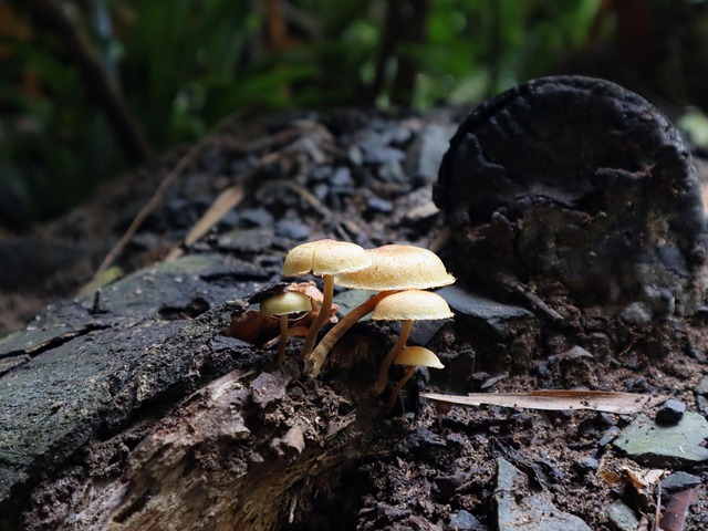 Champignons Mousse Champignon - Photo gratuite sur Pixabay - Pixabay