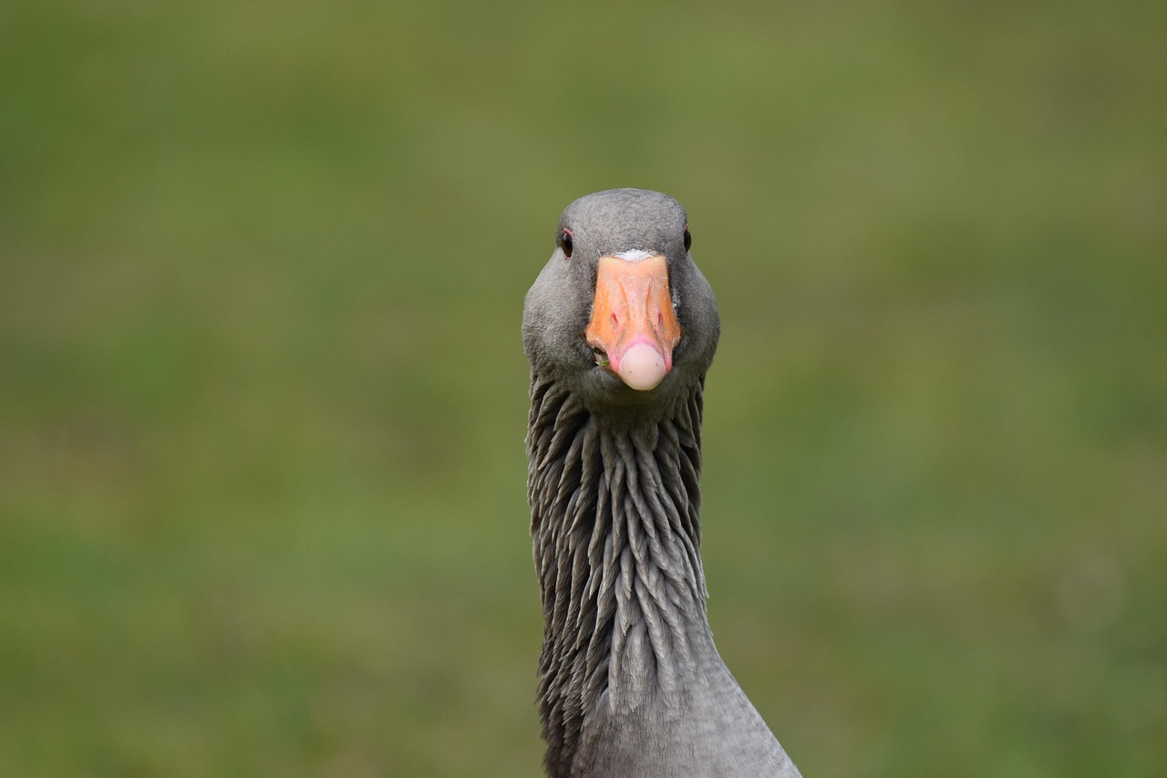 Greylag Goose Bird Feathers - Free photo on Pixabay - Pixabay