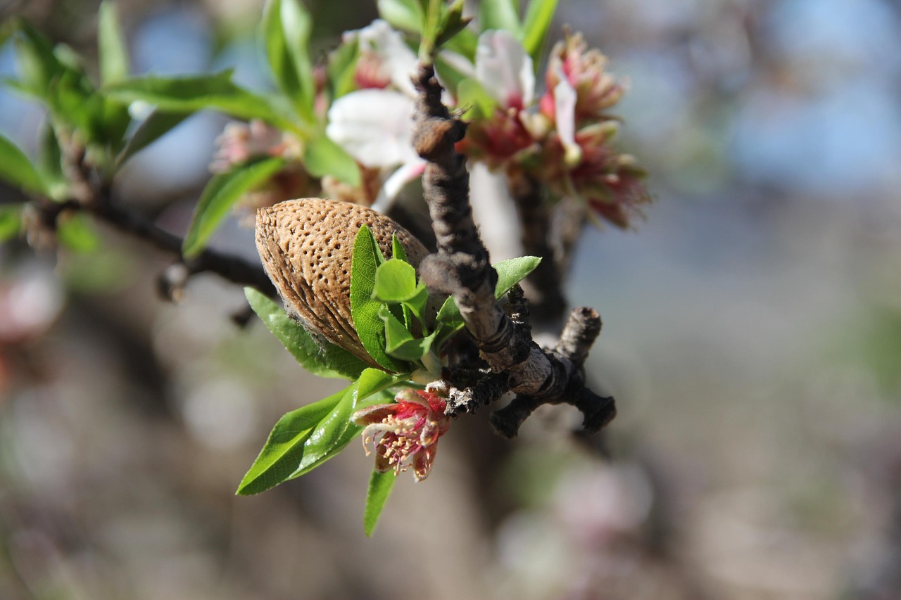 Amande Amandier Noix Fruits - Photo gratuite sur Pixabay - Pixabay