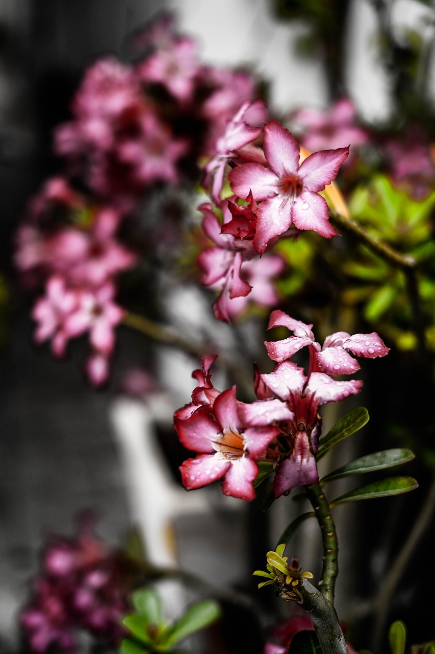 Flores Pétalos Rosado - Foto gratis en Pixabay