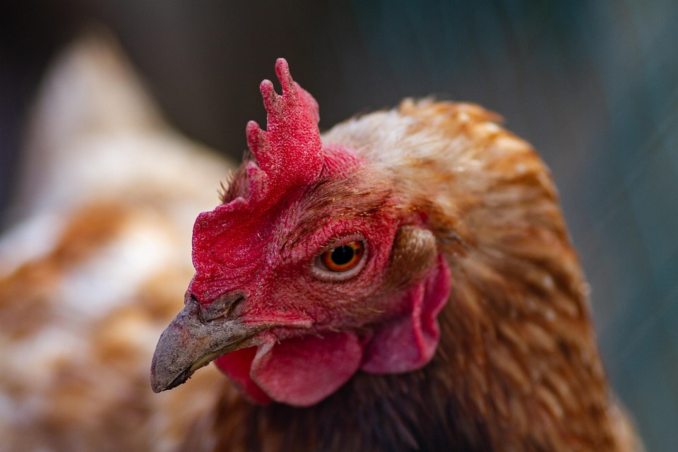 Chicken Hen Egg - Free photo on Pixabay
