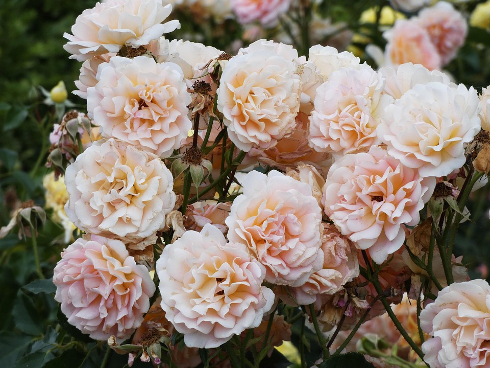 Rosier Rose Des Roses - Photo gratuite sur Pixabay - Pixabay