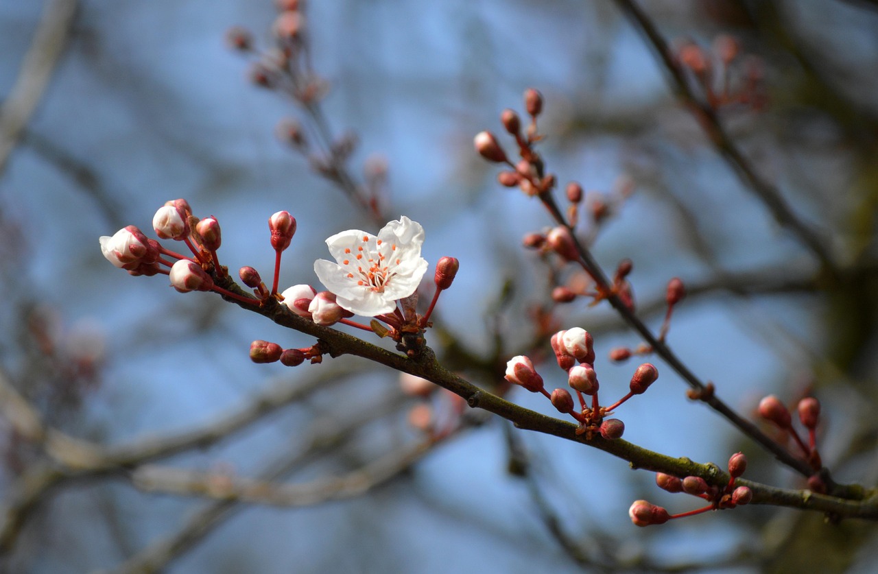 Cherry Blossom Tree Bud - Free photo on Pixabay - Pixabay
