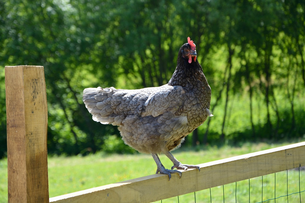 Chicken Hen Poultry Farm - Free photo on Pixabay - Pixabay