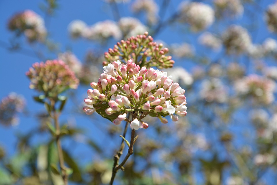 Flower Flora Plant - Free photo on Pixabay