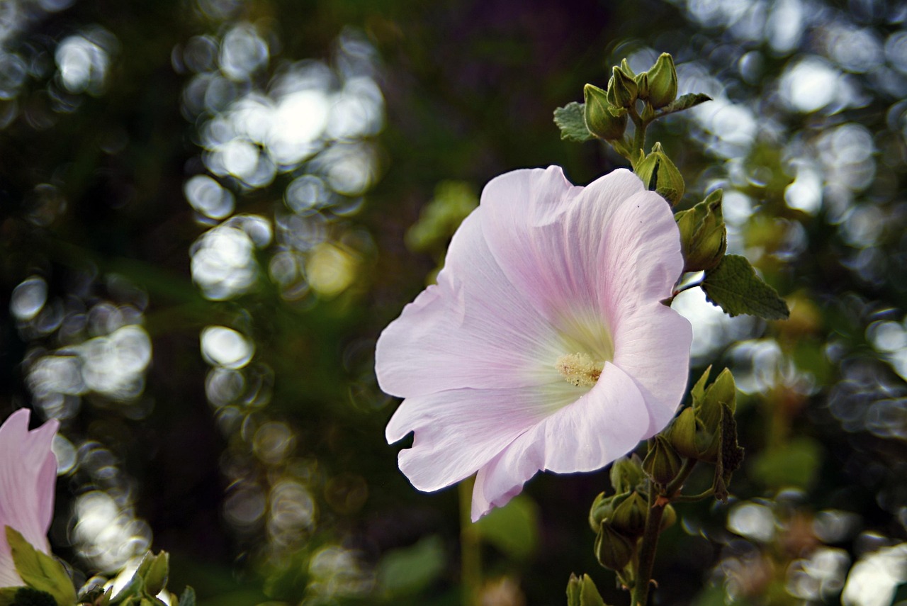 Hollyhock Bunga Merah Jambu - Foto gratis di Pixabay - Pixabay