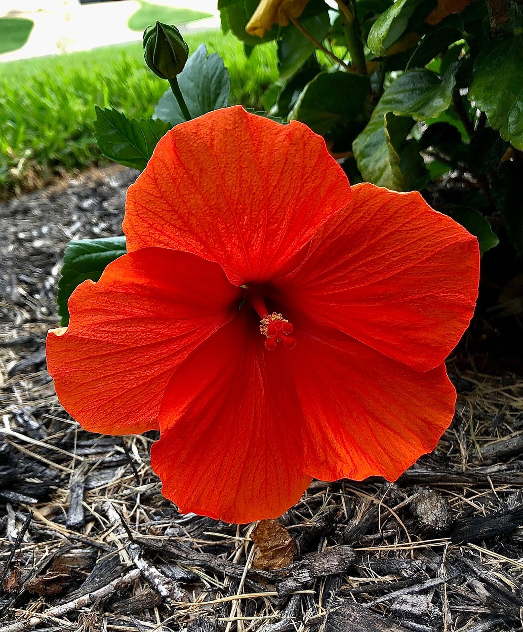 Hibiscus Fleurs Jardins - Photo gratuite sur Pixabay - Pixabay