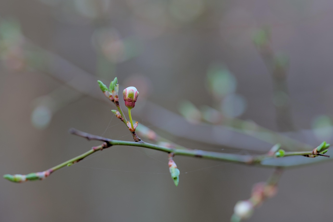 Bourgeon Fleur Branches Le - Photo gratuite sur Pixabay - Pixabay