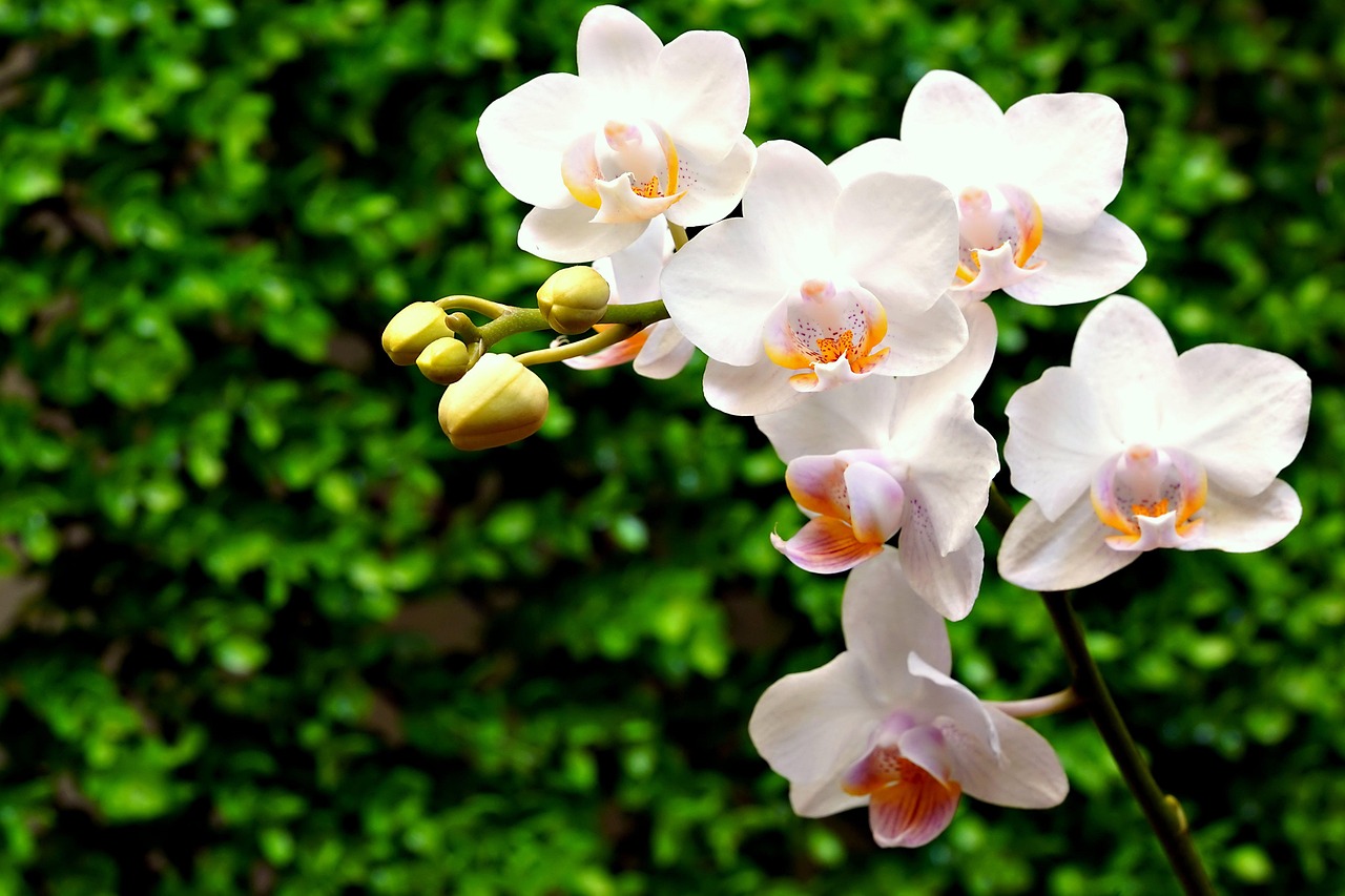 Flower Orchids Phalaeonopsis - Free photo on Pixabay