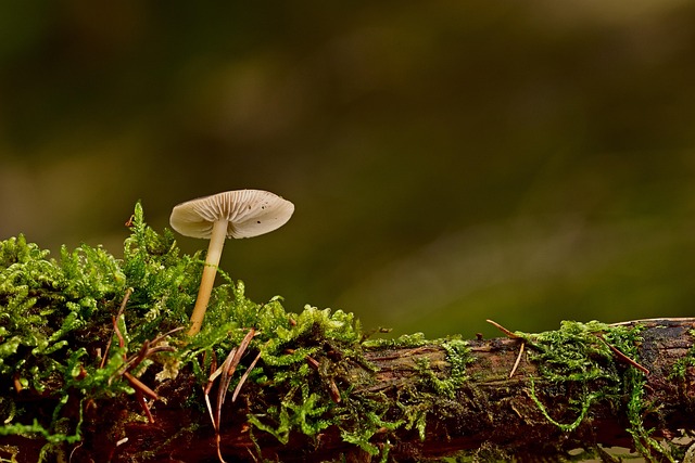 Mushroom Disc Fungus Branch - Free photo on Pixabay
