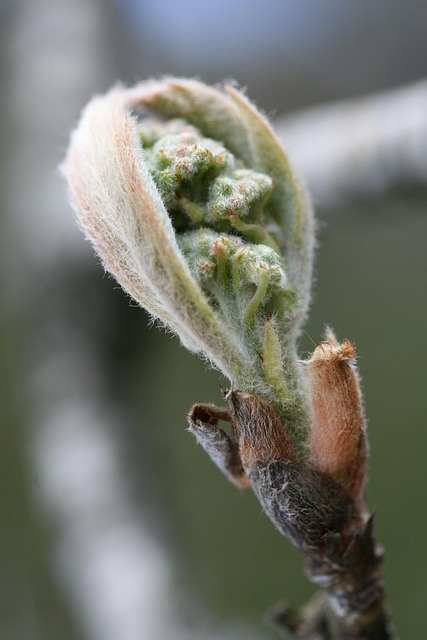 Leaf Shoot Flower Bud Branch - Free photo on Pixabay