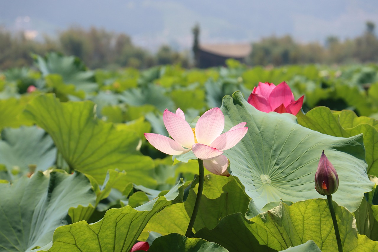 Lotus Aquatic Plant - Free photo on Pixabay - Pixabay